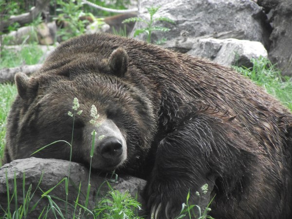 Disney Reviews with the Unshaved Mouse #44: Brother Bear | unshavedmouse