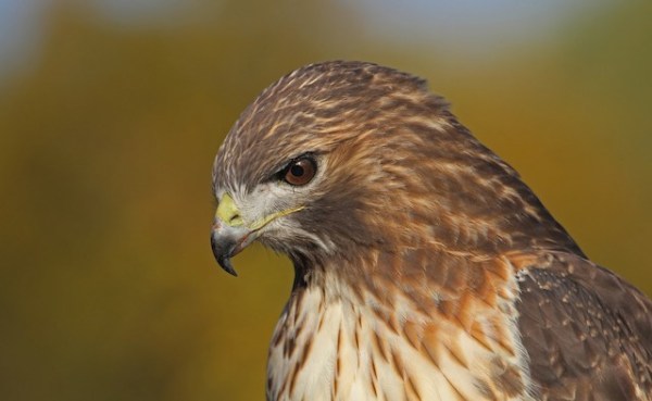 Ladyhawke (1985) | unshavedmouse