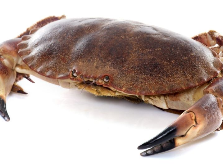 The Little Mermaid, the series: Wish Upon a Starfish | unshavedmouse